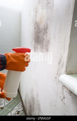 Mold on the wall, a man's hand in a rubber glove sprays a mold remedy ...