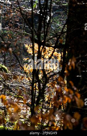 Autumn colors, Saint-Pierre de Chartreuse, Isere, France Stock Photo ...