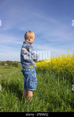Beautiful Yellow Blooming rapeseed flower in the field natural ...