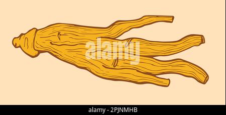 Dried korean ginseng root illustration. Ginseng root symbol in hand ...