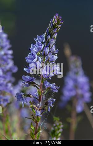 Veronica prostrata is a low light blue blooming plant of sunny hills, a ...