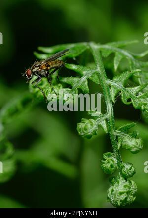 A fly on a budding fern branch Stock Photo - Alamy