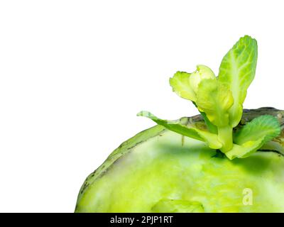 A sprout erupted from a head of cabbage. New life concept. Rotten ...