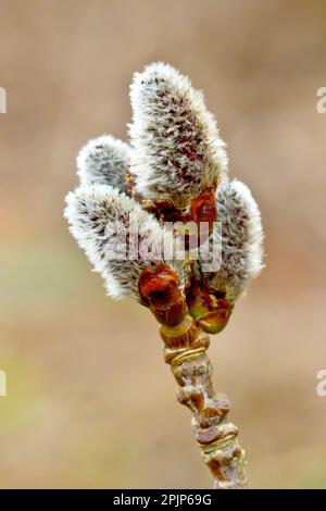 Grey Poplar (populus canescens), close up of groups of male catkins in ...