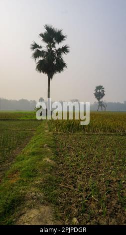 Bangladesh is a vast crop field. A palm tree stands in the distance ...