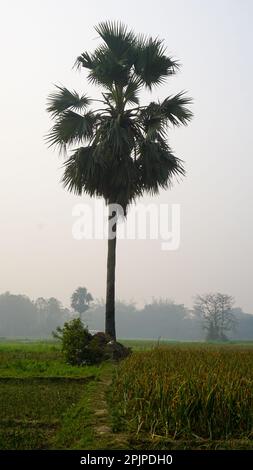Bangladesh is a vast crop field. A palm tree stands in the distance ...