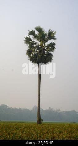 Bangladesh is a vast crop field. A palm tree stands in the distance ...