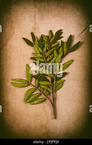 A sprig of a dried flower from a herbarium on a white background Stock ...