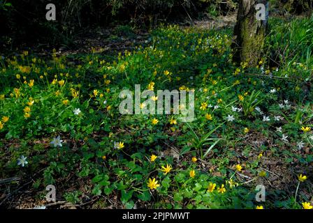 Decidious woodland flowers Stock Photo - Alamy