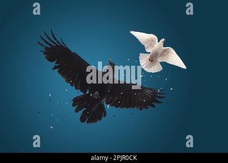 raven chasing a white dove, religion, myths, good and evil Stock Photo ...
