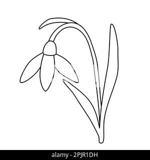 Snowdrop spring flower with leaning bud, isolated on white background ...