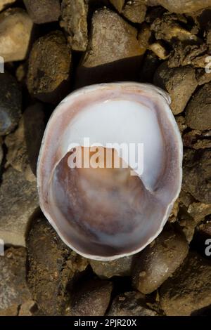 Underside of Slipper Limpet Shell Stock Photo - Alamy