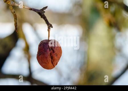 The apple is wrinkled. An apple on a tree. A wilted wilted apple Stock ...