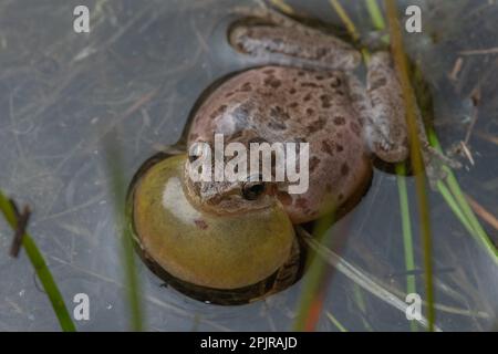 Chorus frog (Pseudacris sierra) calling and vocalizing with an inflated ...