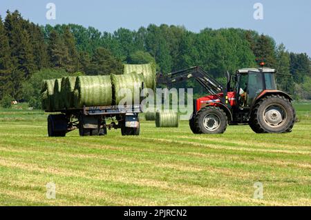 Silage round bales loaded on trailer with Massey Ferguson 6290 tractor ...