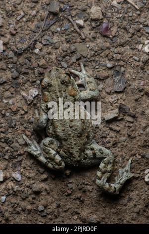 A western toad (Anaxyrus boreas) crawling across a dirt road at night ...