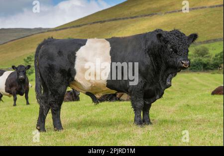 Domestic cattle, Belted Galloway, mature black bull and young red bull ...