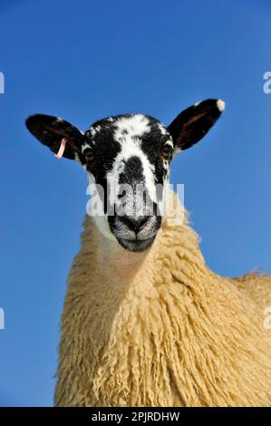 Sale of North of England mule gimmer lambs at Hawes, North Yorkshire ...