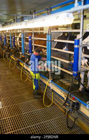 Dairy farmer in the milking parlour, attaching the cluster unit to the ...