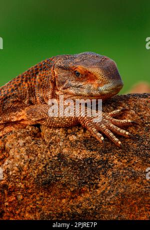 Savannah monitor (Varanus exanthematicus), Steppe monitor, Other ...