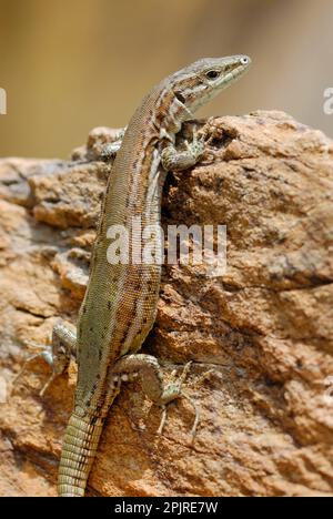 Podarcis hispanicus, Spanish Wall Lizard Stock Photo - Alamy