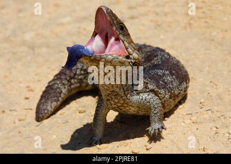 Trachydosaurus rugosus, Fir-cone lizard, Fir-cone skink, Stutzechse ...