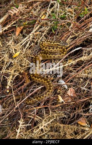 European adder, adder (Vipera berus), Other animals, venomous, venomous ...