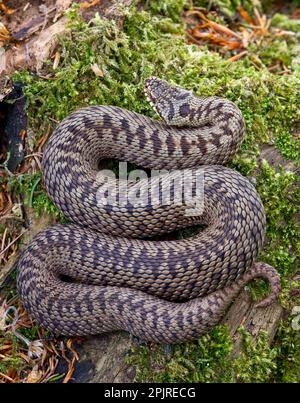 Adder, Adder (Vipera berus), Other animals, venomous, venomous snakes ...