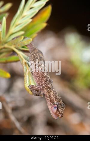 European leaf-toed gecko (Euleptes europaea), European Leaf-fingered ...
