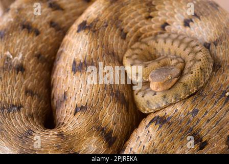 Asp Viper (Vipera aspis) newly born young, resting on coils of mother ...