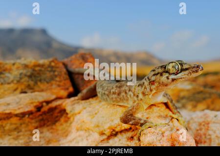 Socotra Leaf-toed Gecko Hemidactylus forbesii adult standing on rocks ...