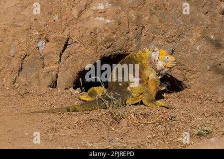 Male Land Iguana by nesting burrow Santa Cruz island Galapagos Stock ...