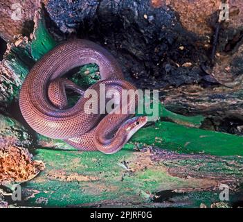 Snake - Boa Rainbow (Epicrates cenchris) On logs Stock Photo - Alamy