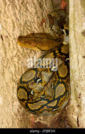 Reticulated Python, python reticulatus, Adult Stock Photo - Alamy