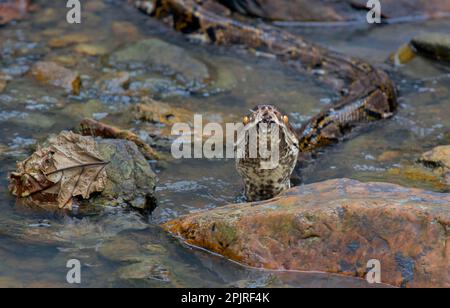 Reticulated Python (Python reticulatus) adult flicking forked tongue in ...