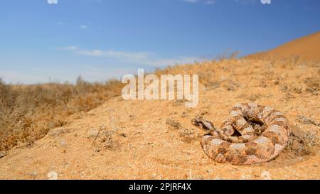 Horned dwarf puff adder, Horned dwarf puff adder, Horned dwarf puff ...