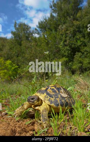 Greek tortoise, hermann's tortoises (Testudo hermanni), Other animals ...