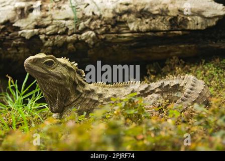 Bridge Lizard, Tuatara, Bridge Lizards, Tuataras, Threatened Species ...