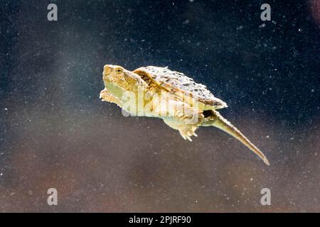 Swimming juvenile common snapping turtle (Chelydra serpentina Stock ...