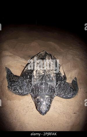 Pacific leatherback sea turtle, Dermochelys coriacea, critically ...