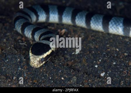 Adder flat-tail, Adder flat-tails, Yellow-lipped sea snake, Yellow ...