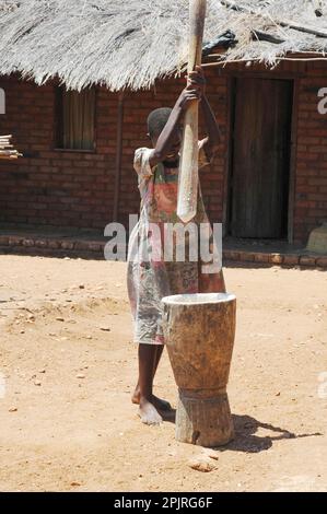 Manioc roots are crushed Stock Photo - Alamy