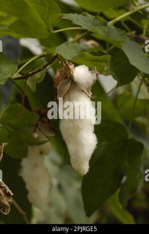 Cotton bush, common cotton Stock Photo - Alamy