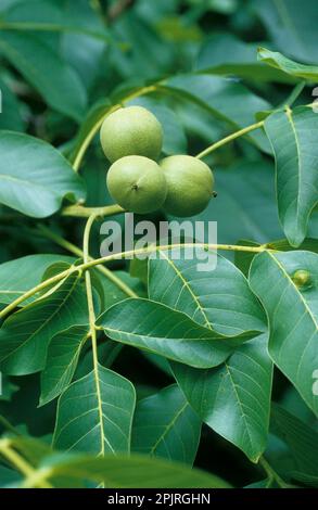 The fruit of the real walnut on the walnut tree, (Juglans regia), nut ...