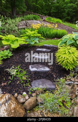 Hosta garden border path Hosta 'Blue Umbrellas' Stock Photo - Alamy