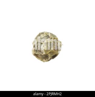One peppercorn isolated on white. Spicy condiment Stock Photo - Alamy