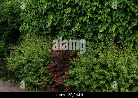 Many different beautiful bushes growing outdoors. Gardening and ...