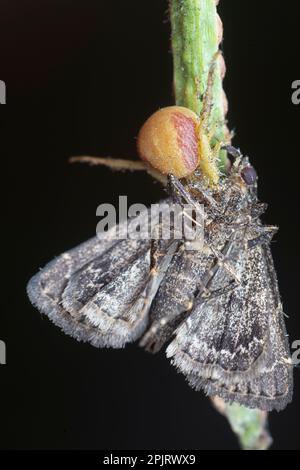 Crab spider caught a brown moth for food Stock Photo - Alamy