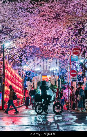 Shibuya Sakuragaoka Sakura Matsuri, Sakura Street - Shibuya ...