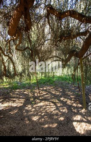 A path under a weeping willow tree Stock Photo - Alamy